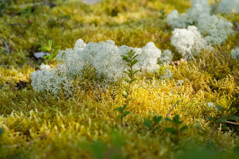 Reindeer moss stock photo. Image of bioactive, taxonomy - 28918792