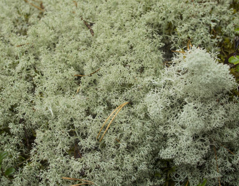 Reindeer moss stock photo. Image of fodder, crops, forest - 36160180