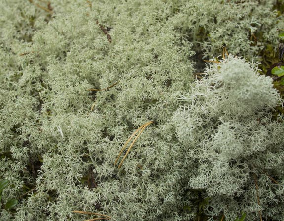 Reindeer moss stock photo. Image of fodder, crops, forest - 36160180