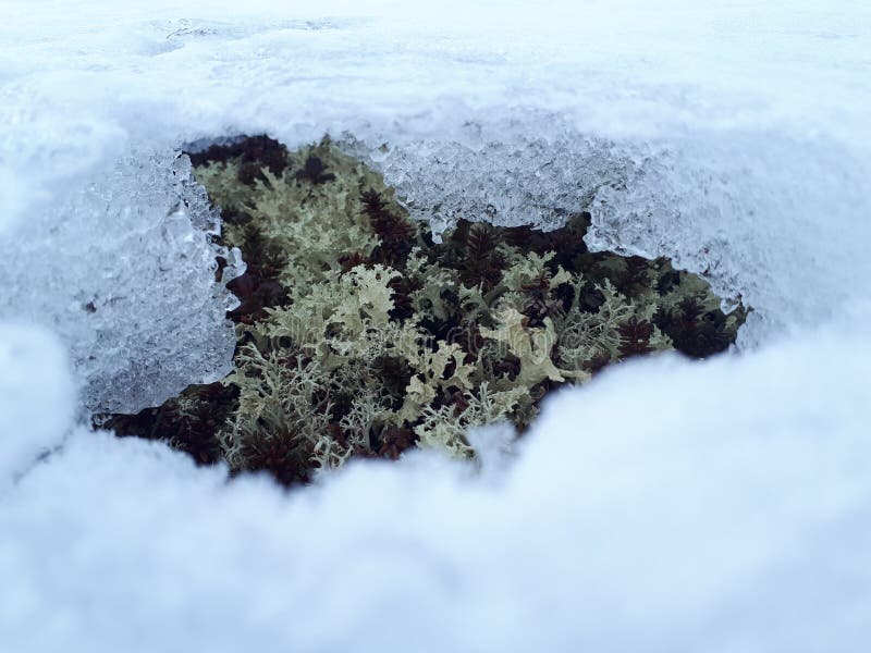 Reindeer Moss Ice Stock Photos - Free & Royalty-Free Stock Photos from ...