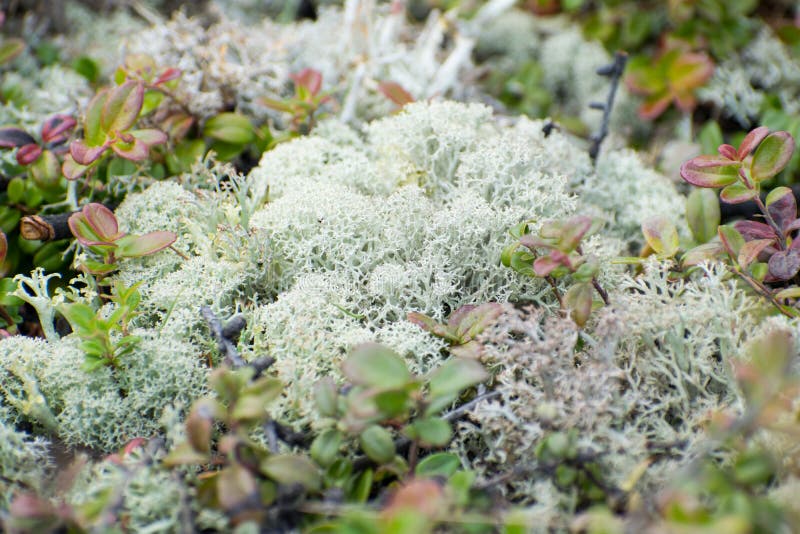 Reindeer moss in the wild stock photo. Image of wild - 125657704