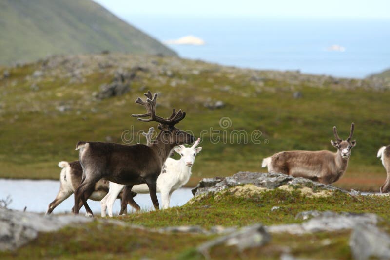 Reindeer in Norway stock image. Image of scandinavia - 16470561