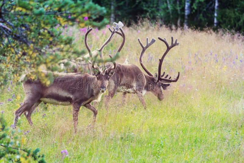 Reindeer stock photo. Image of summer, forest, scandinavia - 164551814