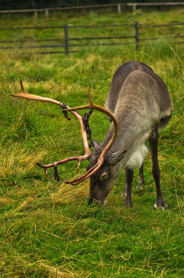 Reindeer Pasture on a Green Meadow at Summer Stock Image - Image of ...