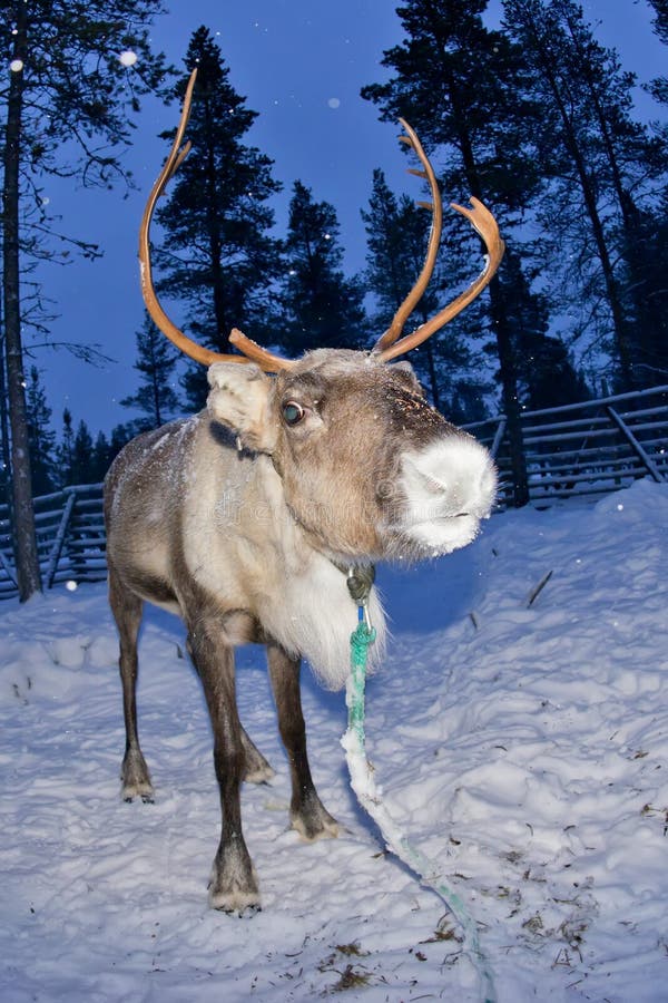 Reindeer Portrait in Winter Snow Time Stock Photo - Image of season ...
