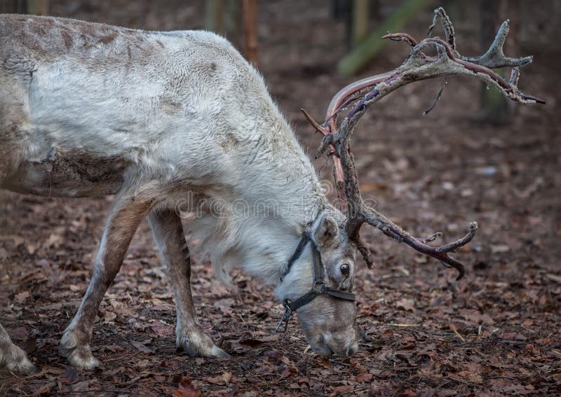 Reindeer profile stock image. Image of animal, symbol - 28056755