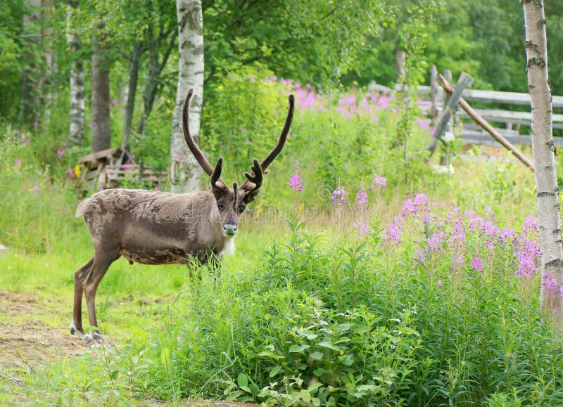 Reindeer (Rangifer Tarandus) Stock Image - Image of caribou, rangifer ...