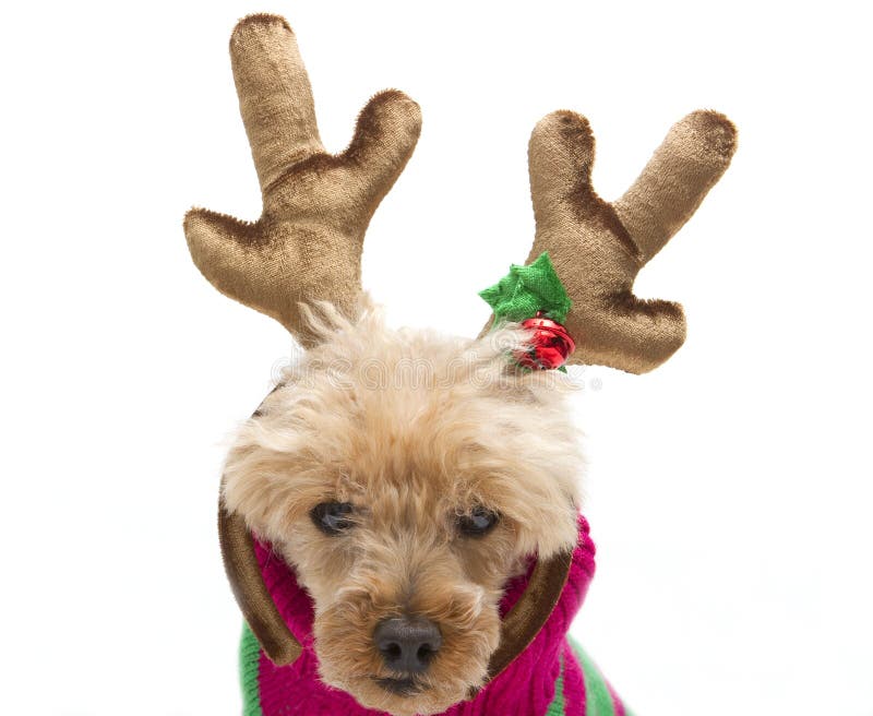 Reindeer Ready stock photo. Image of isolated, headband - 28063888
