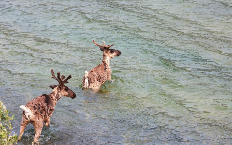 Reindeer stock image. Image of lapland, caribou, summer - 155784653