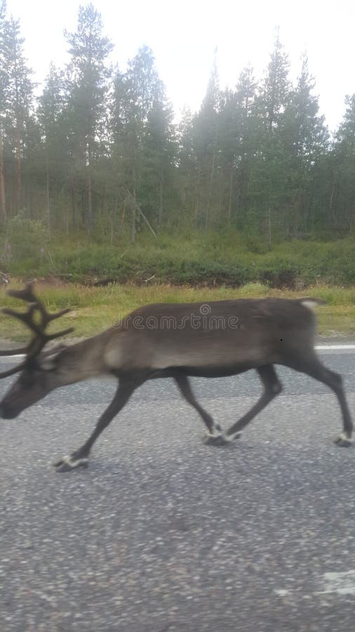 Reindeer stock image. Image of holiday, sweed, road - 100807373