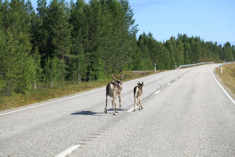 Reindeer on the road stock image. Image of wildlife, deer - 92415851