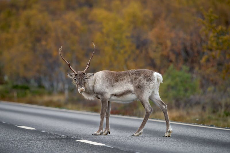 Reindeer on road stock photo. Image of roadside, wiper - 1299376