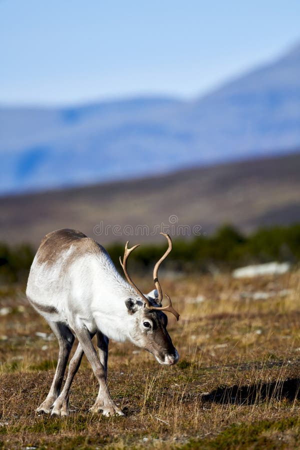 Reindeer in Scandinavia stock photo. Image of 39aph39 - 294028892
