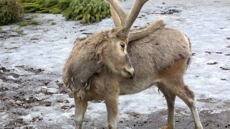 Reindeer Scratching Horns of Back Stock Video - Video of mammal ...