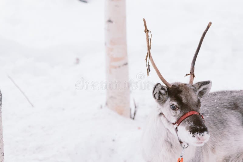 Reindeer Sleigh Ride in Lapland Stock Photo - Image of fell, arctic ...