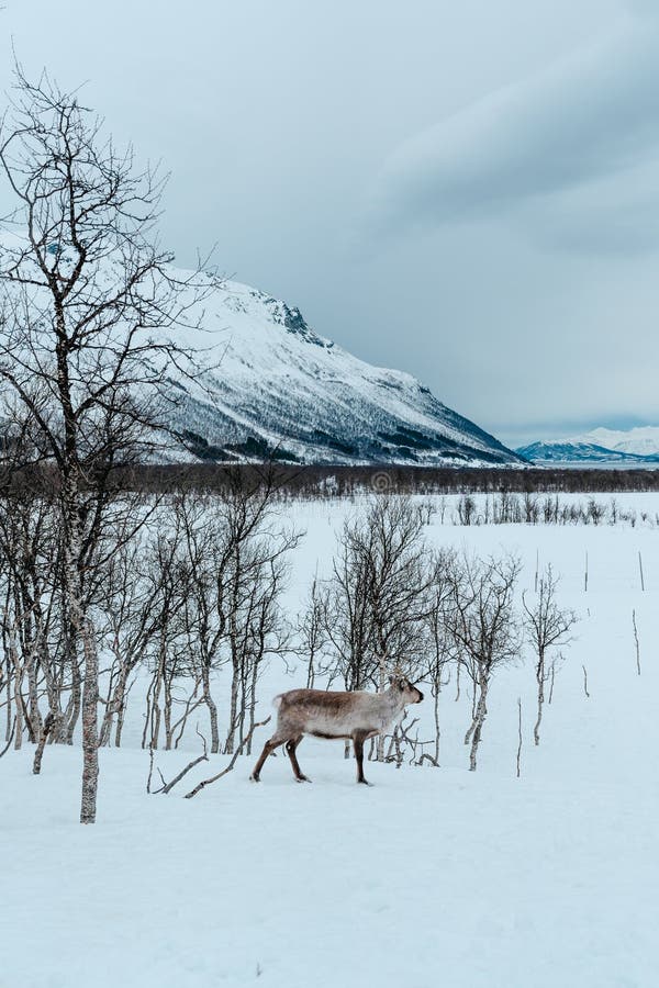 Reindeer in a Snowy Birch Forest. Tromso, Norway Stock Image - Image of ...