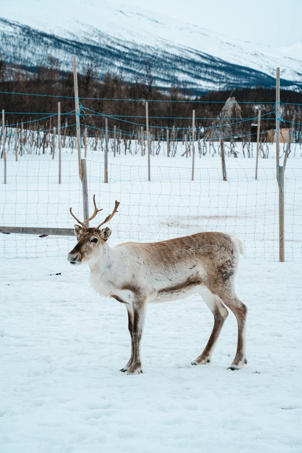 Reindeer in a Snowy Birch Forest. Tromso, Norway Stock Image - Image of ...