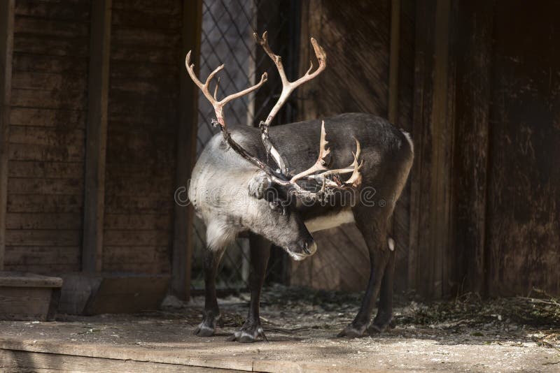 Reindeer in the stable stock image. Image of xmas, holiday - 70013033