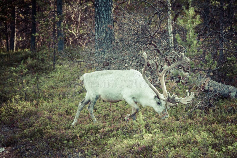 Reindeer Stag with Exceptionally Long Antlers Stock Photo - Image of ...