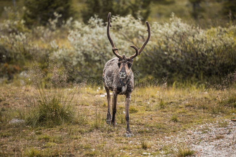 Reindeer Standing in the Green Field Stock Image - Image of reindeer ...