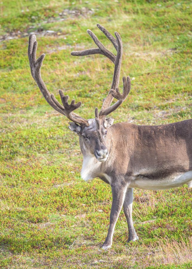 Reindeer in Summer in Arctic Norway Stock Photo - Image of north ...