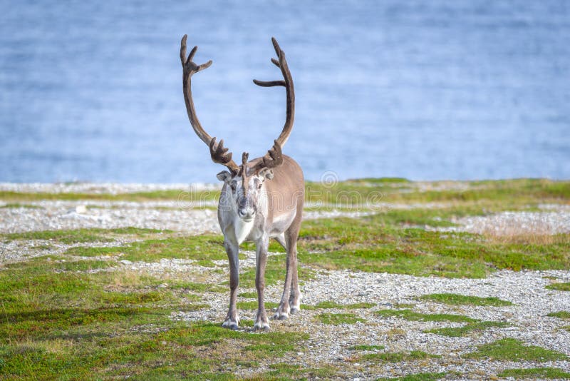 Reindeer in Summer in Arctic Norway Stock Photo - Image of animal ...
