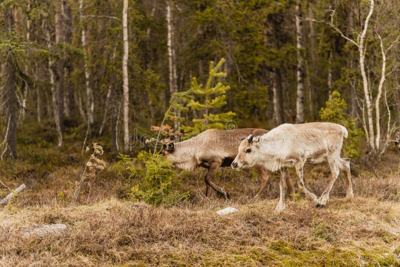 Reindeer in Their Natural Habitat Stock Photo - Image of outside ...
