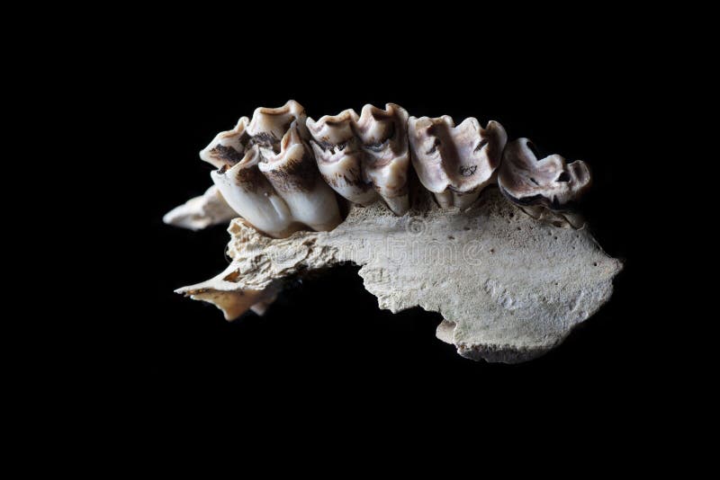 Reindeer tooth stock photo. Image of coral, style, blue - 187808666