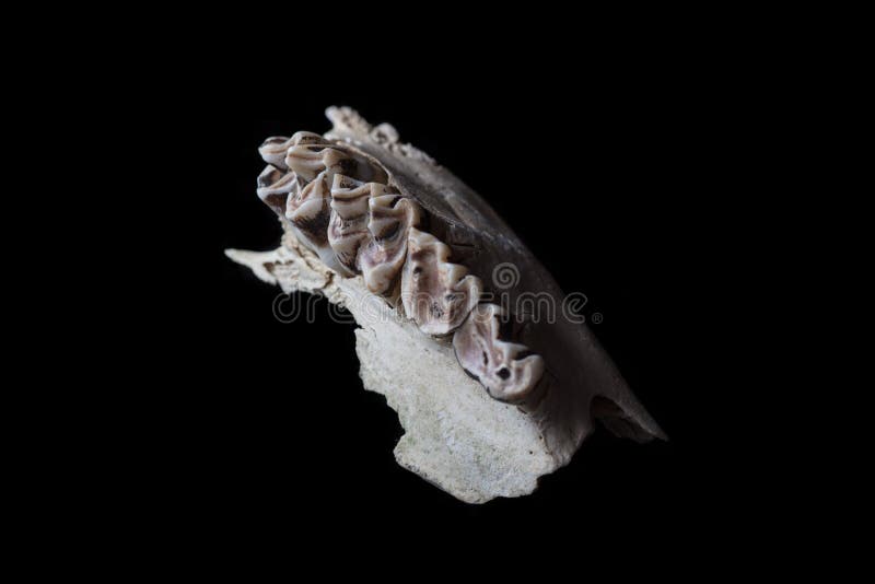 Reindeer tooth stock image. Image of purple, mineral - 187808685