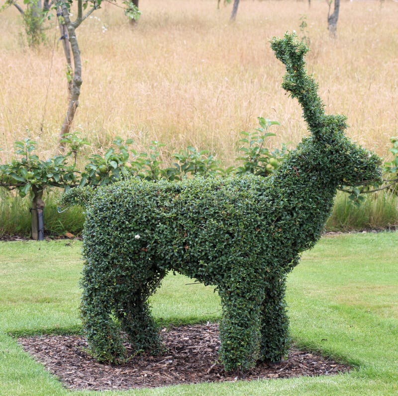 Reindeer topiary stock photo. Image of hedge, wall, lawn - 10497716