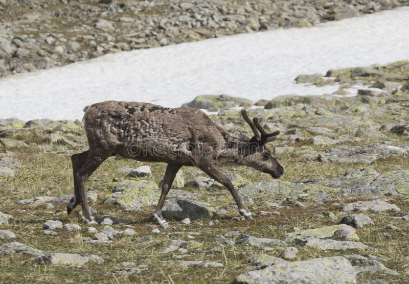 Reindeer in tundra stock photo. Image of green, livestock - 14081876