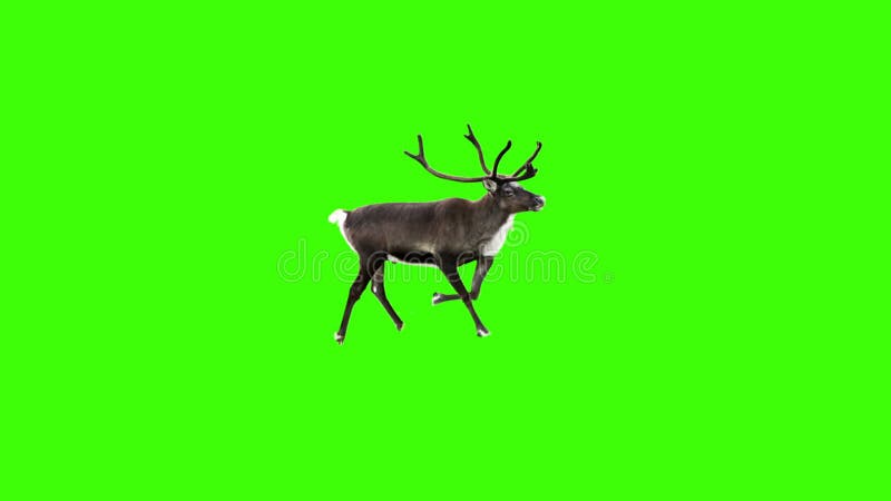 Reindeer Walking on Green Screen Stock Video - Video of christmas ...