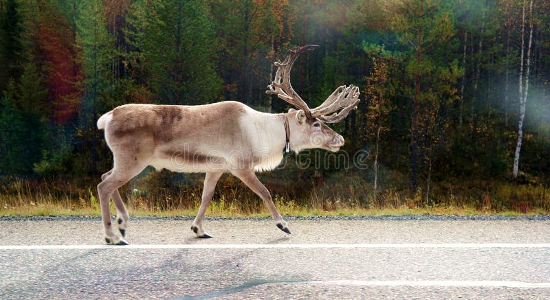 Reindeer stock photo. Image of north, animal, wilderness - 86119428