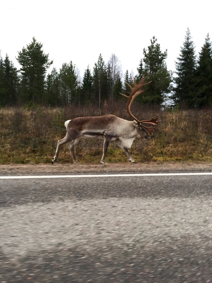 Reindeer Walking on the Road Side. Stock Image - Image of speed, road ...