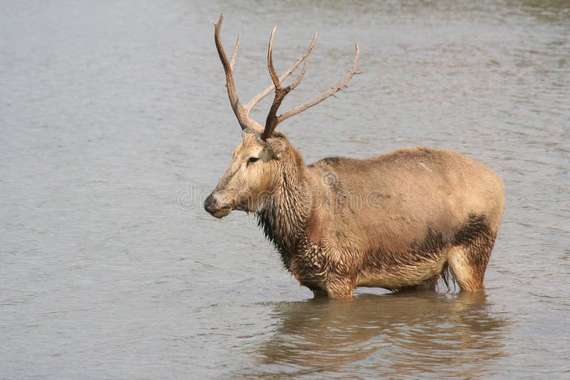 Reindeer in the water stock image. Image of national, spotted - 948571