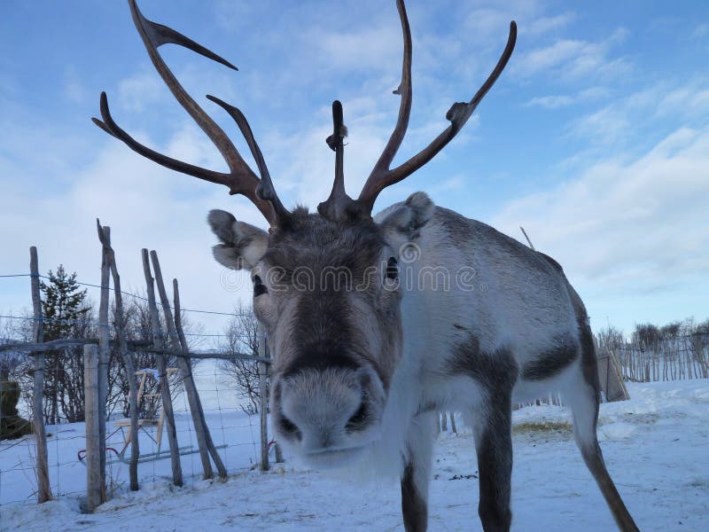 412 Pose Reindeer Stock Photos - Free & Royalty-Free Stock Photos from ...