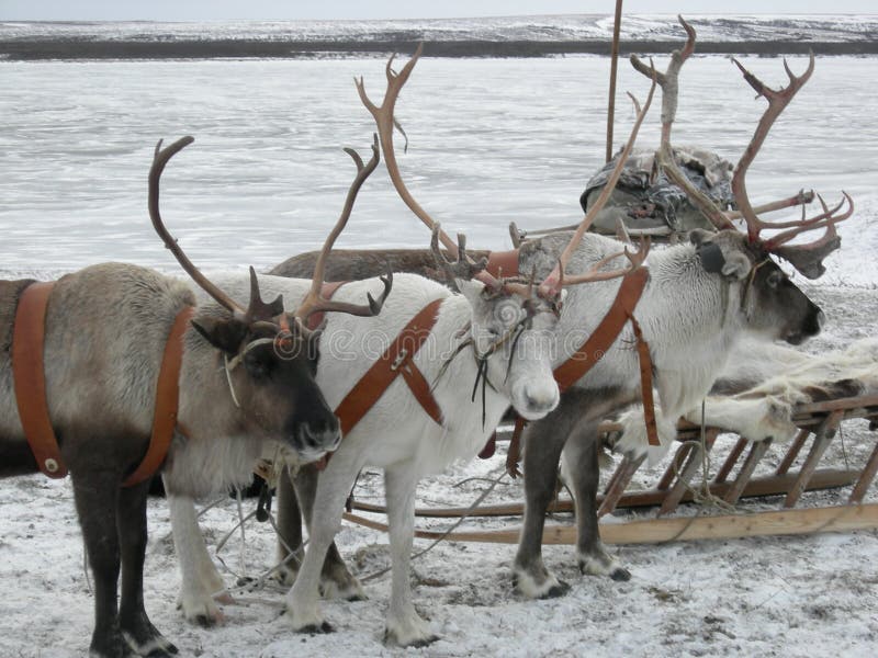Reindeer at the zoo stock photo. Image of herbivore, ruminant - 77474680