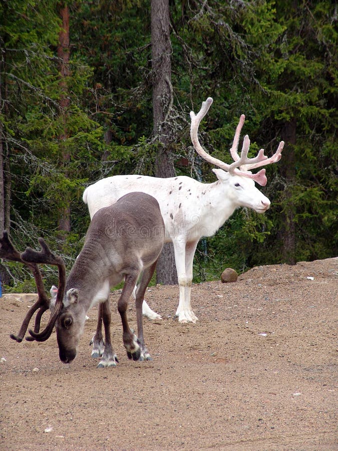 Reindeers stock photo. Image of lapland, summer, polar - 10597862