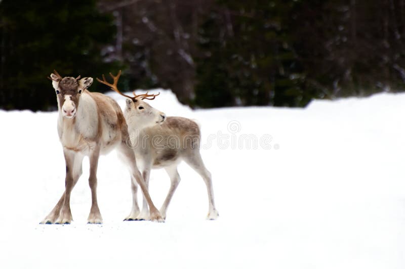 Reindeers stock image. Image of wild, christmas, lapland - 4325705