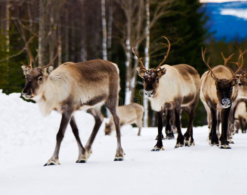 Reindeers stock image. Image of sweden, nature, rangifer - 4345951