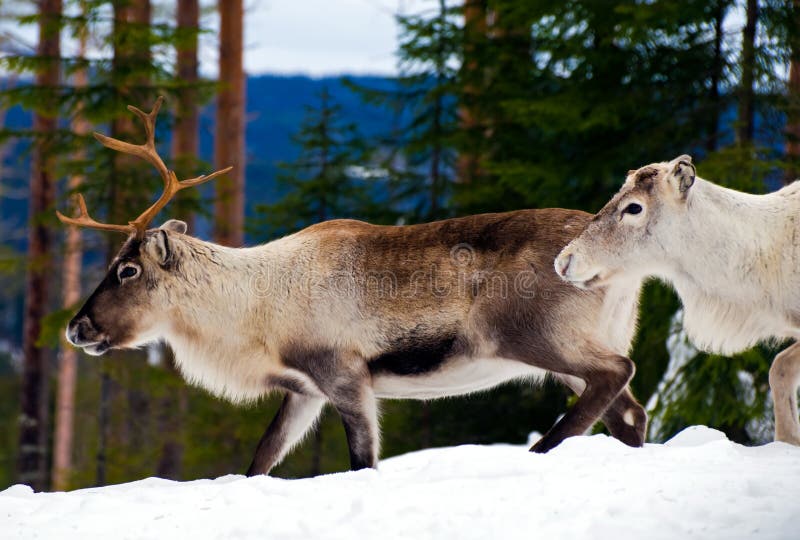 Moose stock image. Image of moose, forest, beauty, wildlife - 65188295