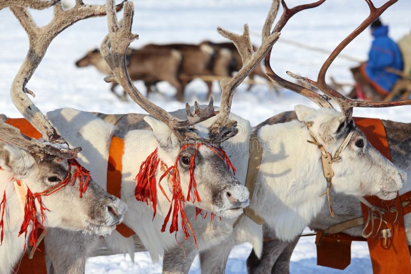 Two reindeers in a team stock photo. Image of animal - 52052840