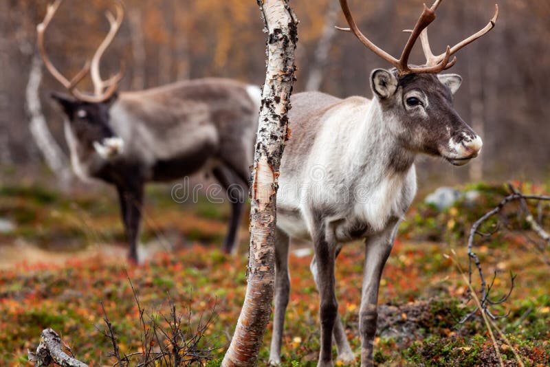 Reindeers in the forest stock image. Image of wild, fauna - 126299011