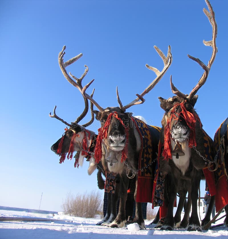 Reindeers in harness stock photo. Image of frost, horn - 49964748
