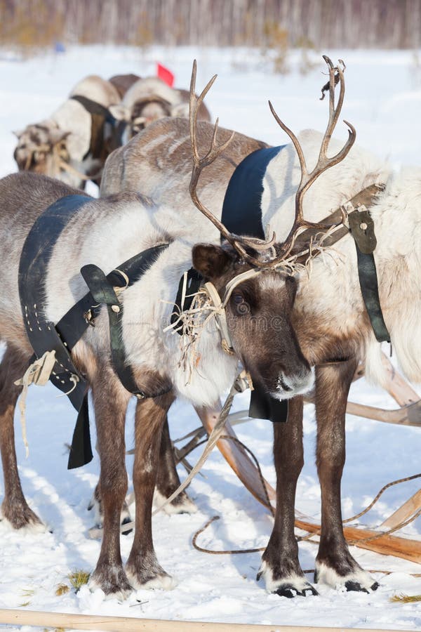 Reindeers in harness stock image. Image of holiday, scandinavia - 23550319