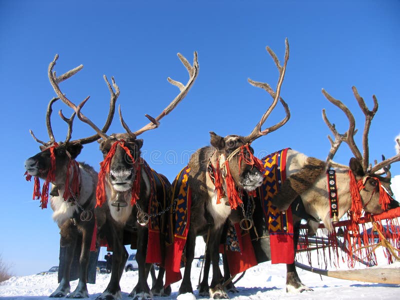 Reindeers. stock photo. Image of sled, cold, scolded - 35948442