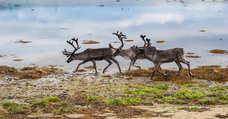 Reindeers on the seashore stock image. Image of horn - 117247459