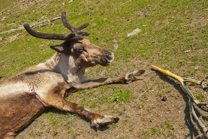 Reinder stock image. Image of beast, insulting, antlers - 19978527