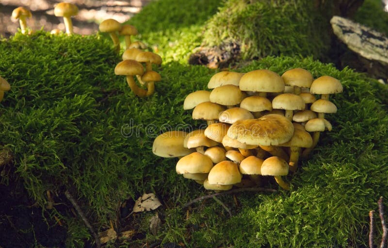Reino de la seta. imagen de archivo. Imagen de hongo - 34034973