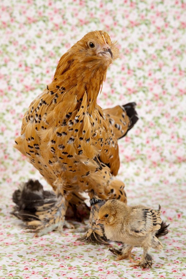 Reinrassiges Huhn stockfoto. Bild von tier, haustier - 13600408